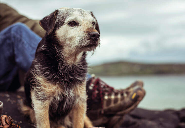 Insuring an Older Pet | Senior Pet Cover at GoCompare