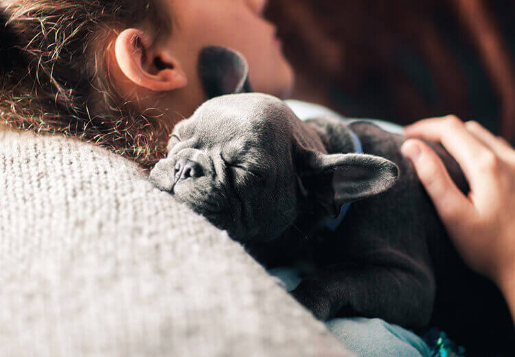 Puppy Insurance - GoCompare